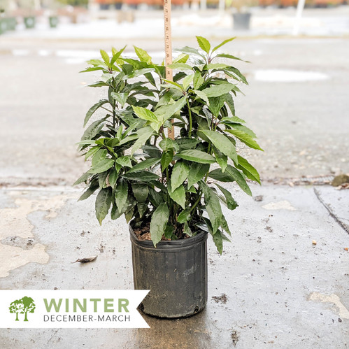 Green Aucuba - Aucuba japonica 'Green' | Shepherdssupply