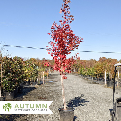 October Glory® Red Maple - Acer rubrum 'PNI 0268' | Shepherdssupply