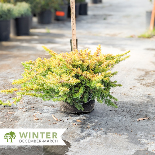 Golden Pacific™ Juniper - Juniperus conferta 'All Gold' | Shepherdssupply
