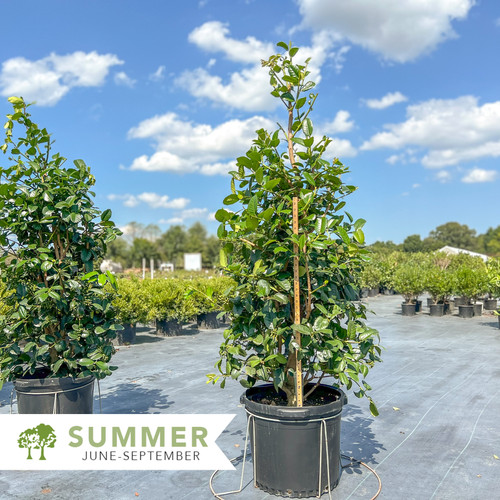 Emily Bruner Holly - Ilex x 'Emily Bruner' | Shepherdssupply