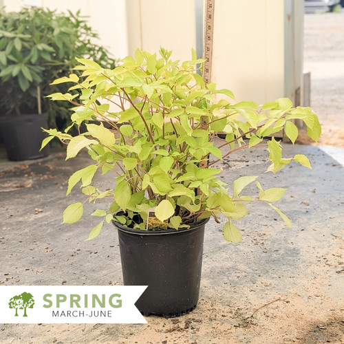 Sun King Golden Japanese Spikenard - Aralia cordata 'Sun King ...