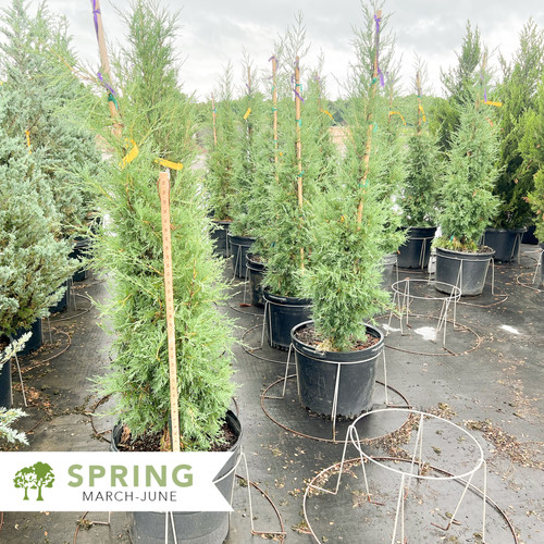 Taylor Juniper - Juniperus virginiana 'Taylor' | Shepherdssupply