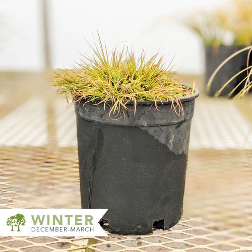 Dwarf Golden Variegated Sweet Flag - Acorus gramineus 'Minimus Aureus ...