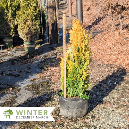 Forever Goldy® Arborvitae – Thuja plicata '4EVER' | Shepherdssupply
