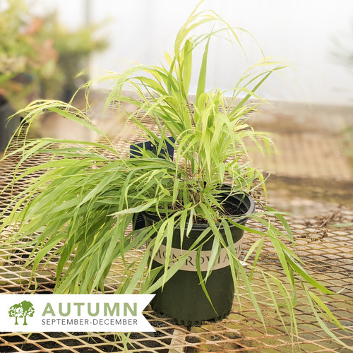 All Gold Japanese Forest Grass – Hakonechloa macra 'All Gold ...