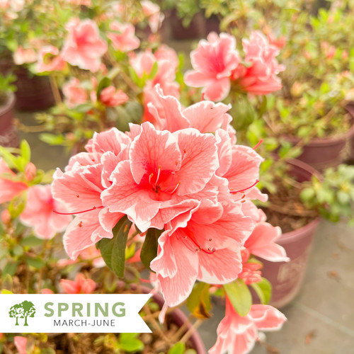 Autumn Sunburst® Encore® Azalea - Rhododendron 'Roblet' | Shepherdssupply