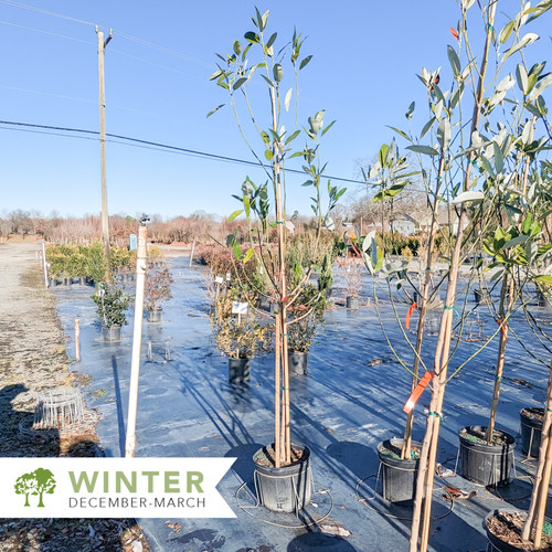 Moonglow® Magnolia – Magnolia virginiana 'Jim Wilson' | Shepherdssupply