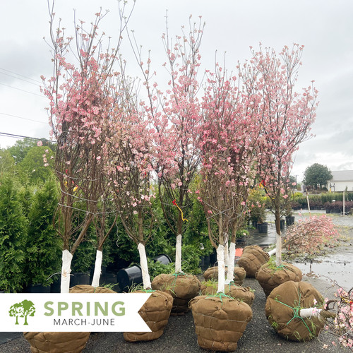Cherokee Chief Dogwood - Cornus florida 'Cherokee Chief' | Shepherdssupply
