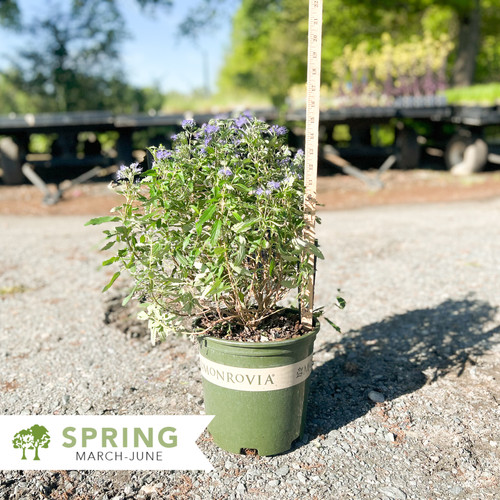 Blue Balloon® Bluebeard - Caryopteris x clandonensis 'Korball ...