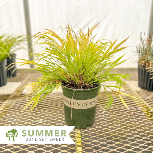 All Gold Japanese Forest Grass – Hakonechloa macra 'All Gold ...