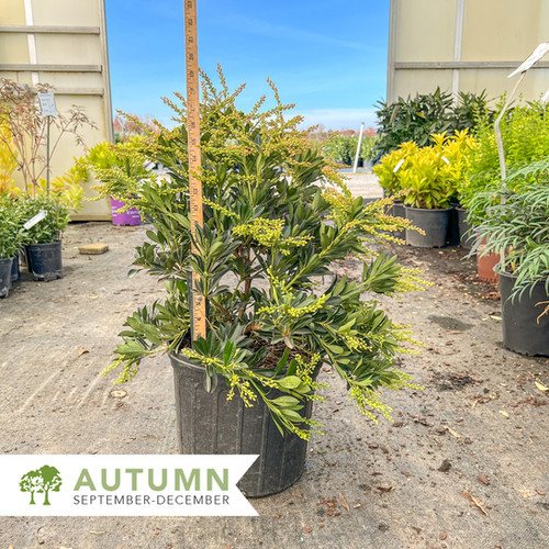 Temple Bells Andromeda - Pieris japonica 'Temple Bells' | Shepherdssupply