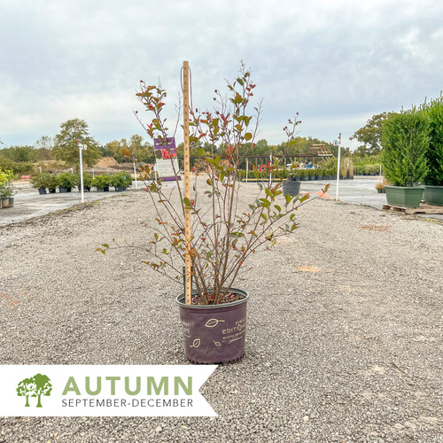 Ruffled Red Magic Crape Myrtle- Lagerstroemia indica 'PIILAG-VII ...