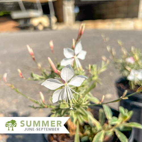 Silver Fountain Gaura - Gaura lindheimeri ‘Walsilfou’ | Shepherdssupply
