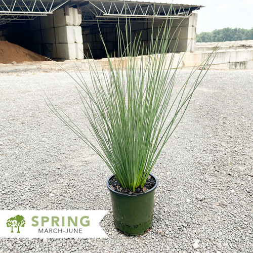 Blue Arrows Rush – Juncus inflexus 'Blue Arrows' | Shepherdssupply