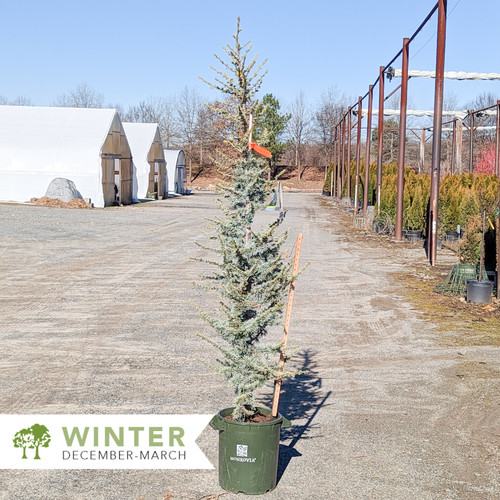 Horstmann Blue Atlas Cedar – Cedrus atlantica 'Horstmann' | Shepherdssupply