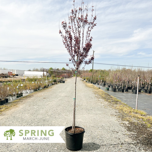 Krauter Vesuvius Purple Leaf Plum - Prunus cerasifera 'Krauter Vesuvius ...