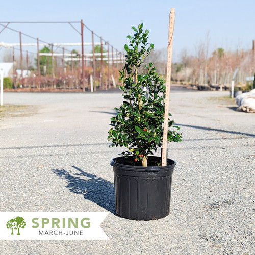 Carolina Sentinel Holly - Ilex × 'Carolina Sentinel' | Shepherdssupply