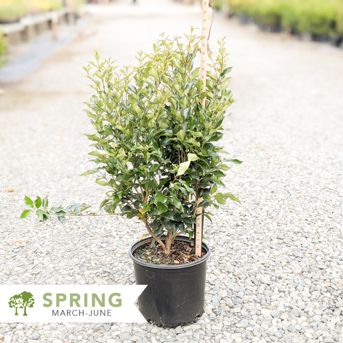 Curled-Leaf Privet (Recurve) - Ligustrum japonicum 'Recurvifolium ...