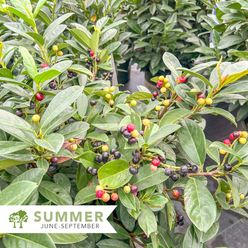 Greenfinity Cherry Laurel - Prunus laurocerasus 'JONG2' | Shepherdssupply