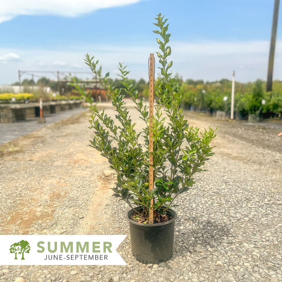 Curled-Leaf Privet (Recurve) - Ligustrum japonicum 'Recurvifolium ...