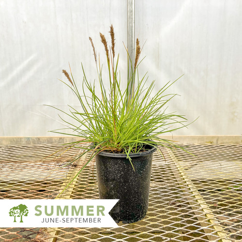 Autumn Moor Grass - Sesleria autumnalis | Shepherdssupply