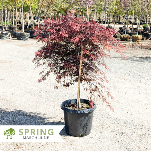 Inaba Shidare Japanese Maple - Acer palmatum dissectum 'Inaba Shidare ...