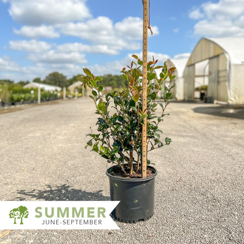 Hana Jiman Camellia – Camellia sasanqua 'Hana Jiman' | Shepherdssupply