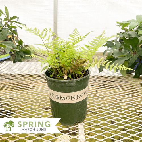 Southern Wood Fern – Thelypteris normalis | Shepherdssupply