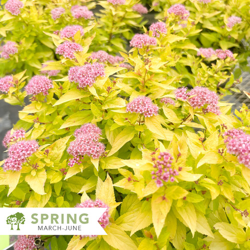 Limemound Spirea - Spirea x bumalda 'Monhub' | Shepherdssupply