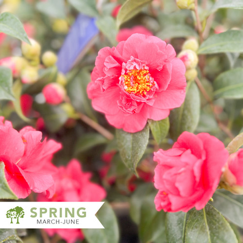 Kumasaka Camellia – Camellia japonica 'Kumasaka' | Shepherdssupply
