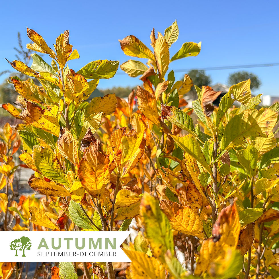 Ruby Spice Summersweet - Clethra alnifolia 'Ruby Spice' | Shepherdssupply