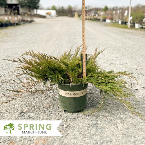 Buffalo Juniper - Juniperus sabina 'Buffalo' | Shepherdssupply