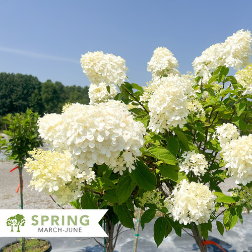 Limelight Hydrangea Tree Form Hydrangea Paniculata Limelight