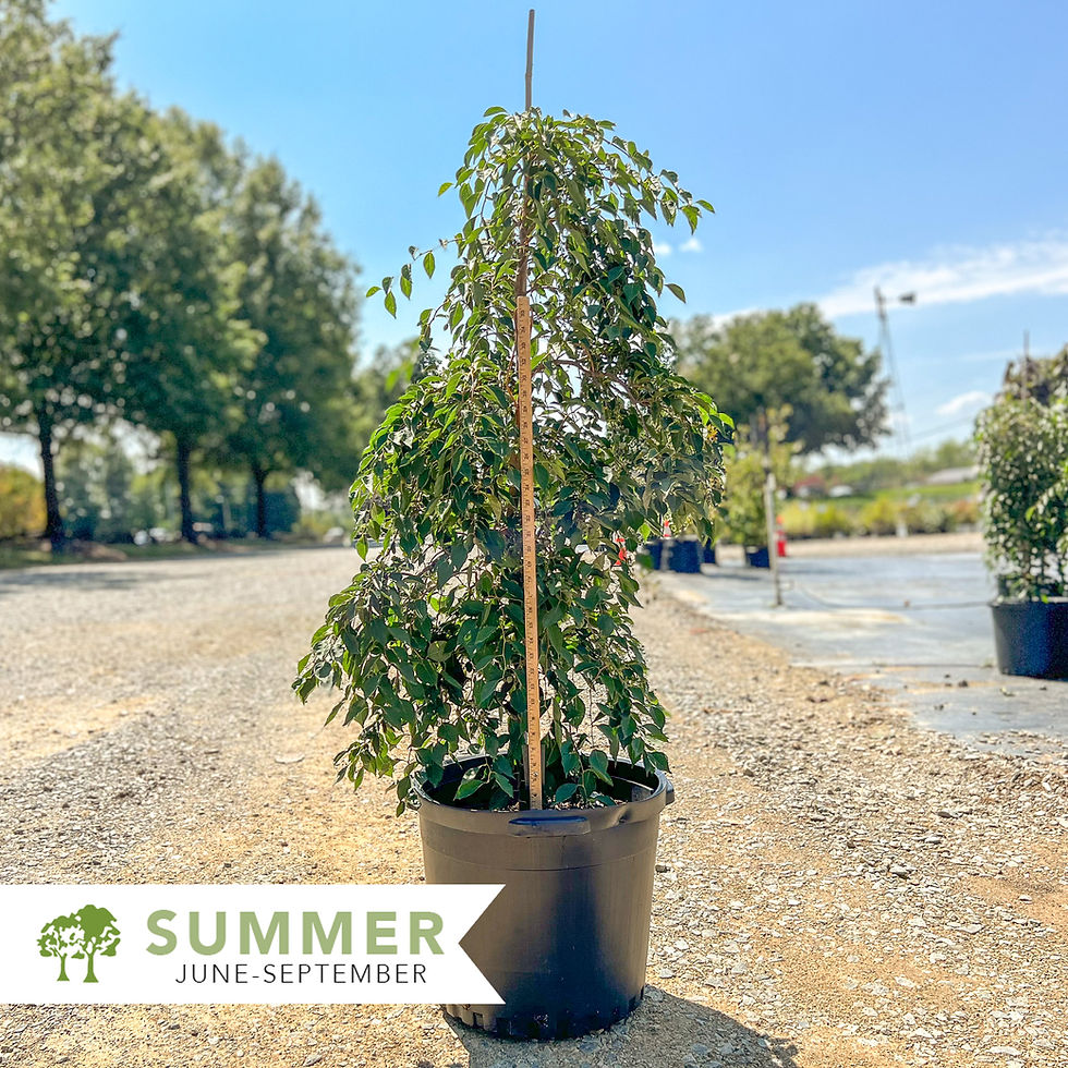 Fragrant Fountain Japanese Snowbell - Styrax japonicus 'Fragrant ...