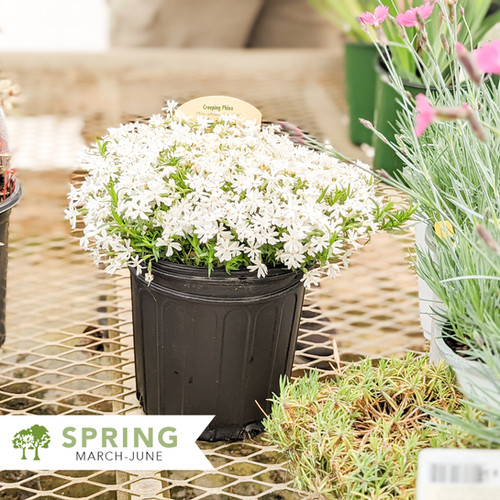 Snowflake Creeping Phlox – Phlox subulata 'Snowflake' | Shepherdssupply