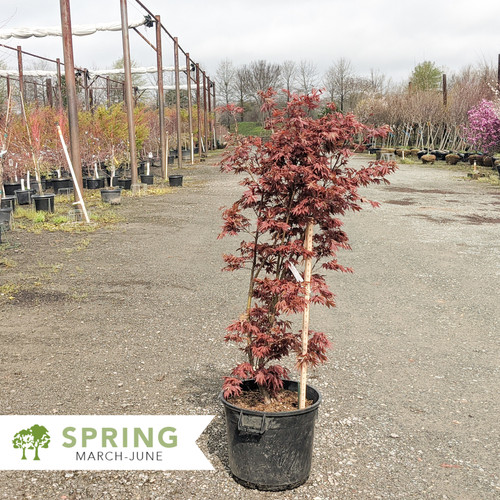 Pixie Japanese Maple - Acer palmatum 'Pixie' | Shepherdssupply
