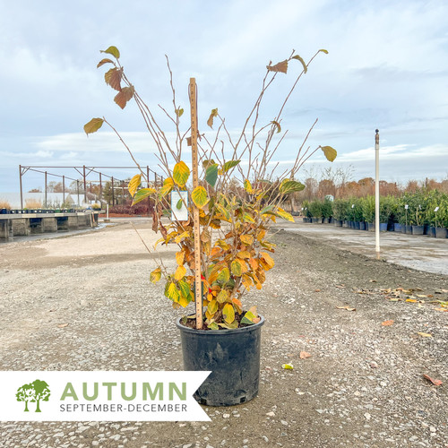 Diane Witch Hazel – Hamamelis x intermedia 'Diane' | Shepherdssupply
