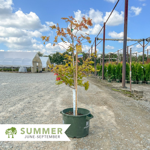 Autumn Moon Fullmoon Maple - Acer shirasawanum 'Autumn Moon ...