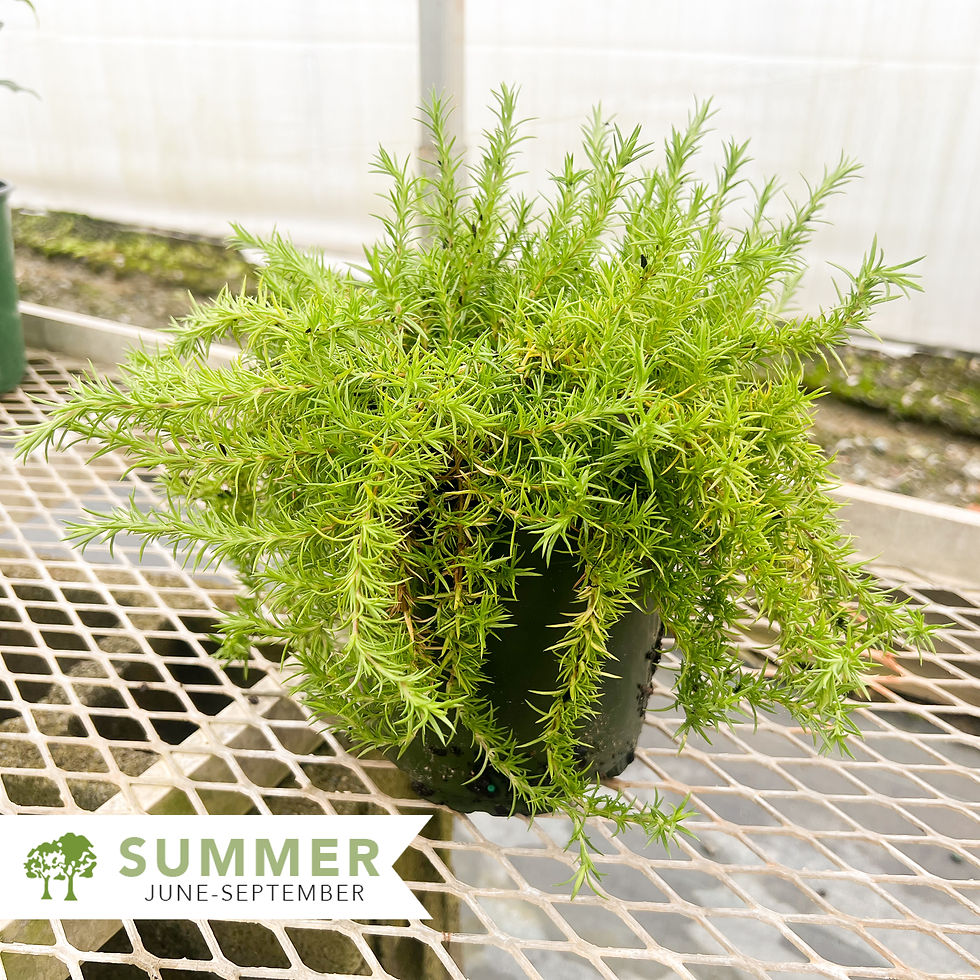 Eye Caramba Creeping Phlox - Phlox subulata 'Eye Caramba' | Shepherdssupply