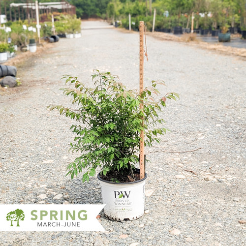 Fire Ball® Burning Bush – Euonymus alatus 'Select' | Shepherdssupply