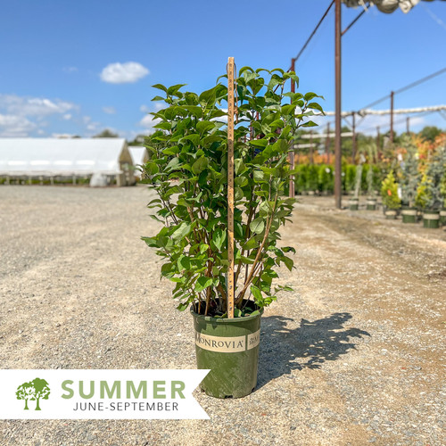 Lavender Lady Lilac - Syringa vulgaris 'Lavender Lady' | Shepherdssupply Lavender Lady Lilac - Syringa vulgaris 'Lavender Lady' | Shepherdssupply