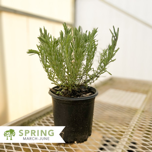 Anouk Spanish Lavender - Lavandula stoechas 'Anouk' | Shepherdssupply