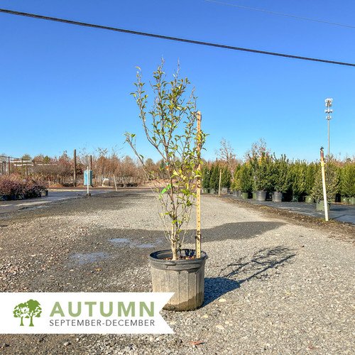 Stellar Ruby Magnolia - Magnolia figo Hybrid 'Stellar Ruby ...