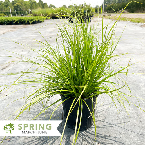 Cherokee Sedge - Carex cherokeensis | Shepherdssupply