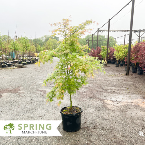 Orange Flame Japanese Maple - Acer palmatum ‘Orange Flame ...