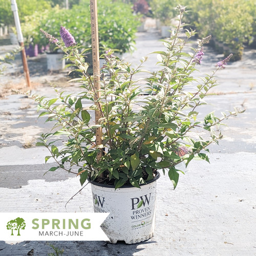 Lo & Behold® Blue Chip Butterfly Bush – Buddleia x 'Blue Chip ...