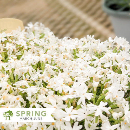 Snowflake Creeping Phlox – Phlox subulata 'Snowflake' | Shepherdssupply