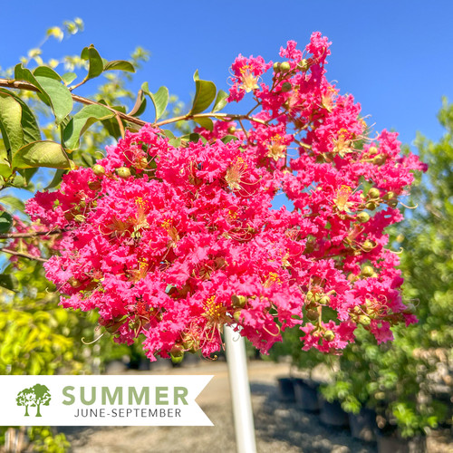 Tuskegee Crape Myrtle - Lagerstroemia indica x fauriei 'Tuskegee ...