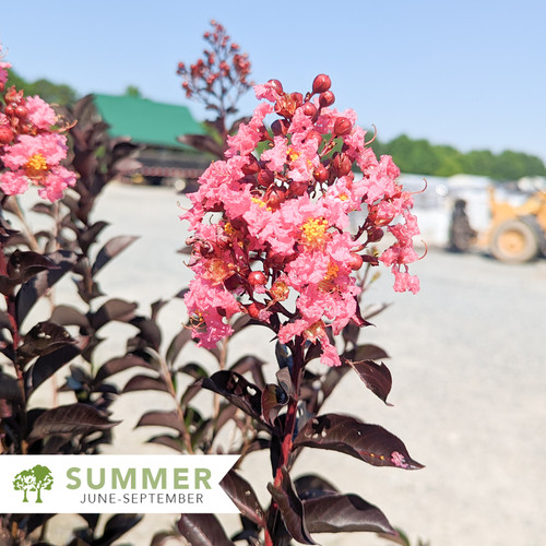 Twilight Magic™ Crape Myrtle – Lagerstroemia 'PIILAG-VIII ...