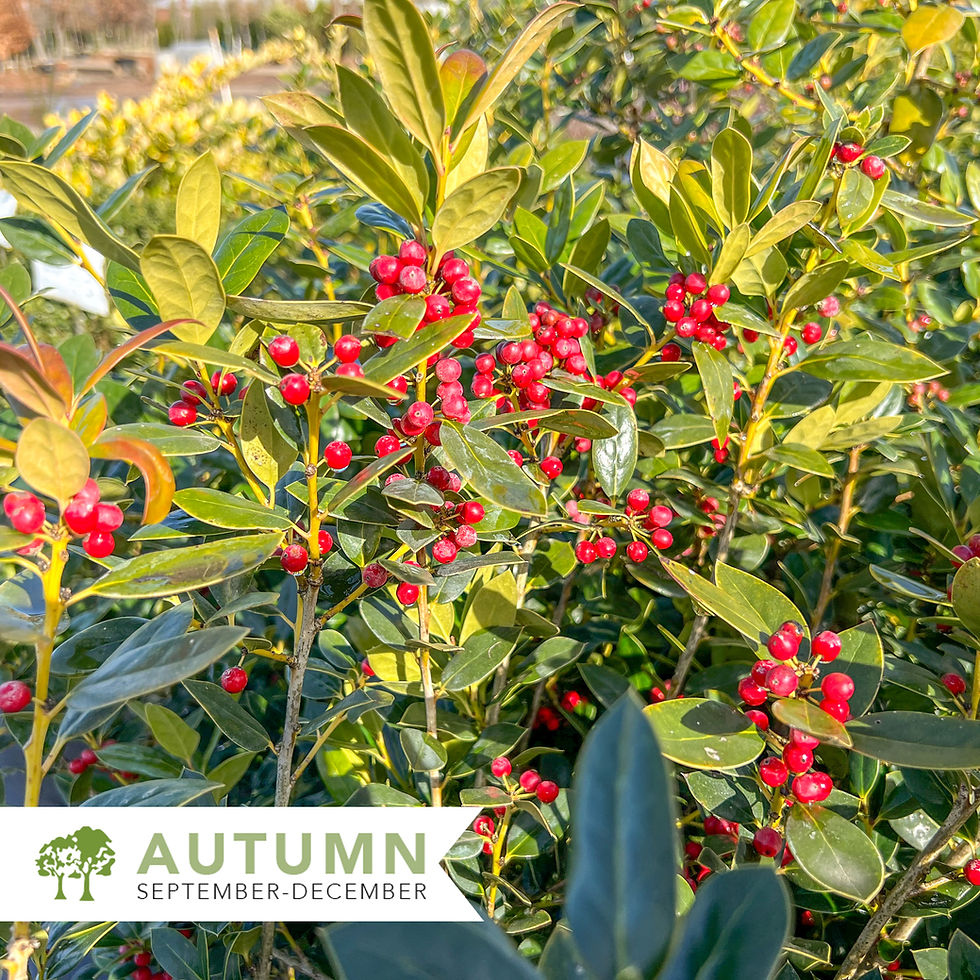 Needlepoint Holly - Ilex cornuta 'Needlepoint' | Shepherdssupply